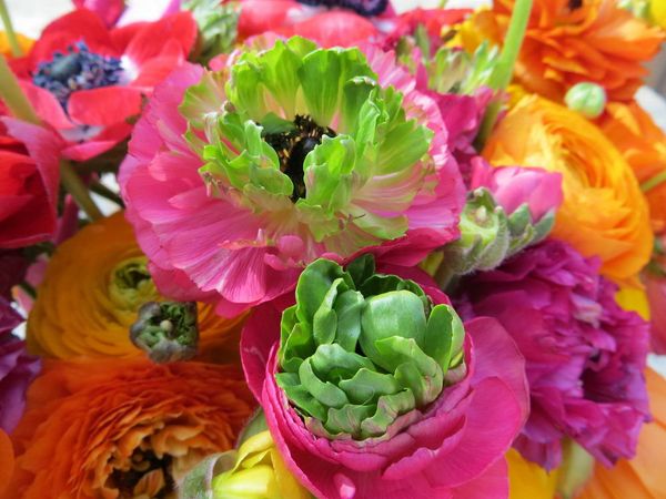 La Renoncule Le Pouvoir Des Fleurs